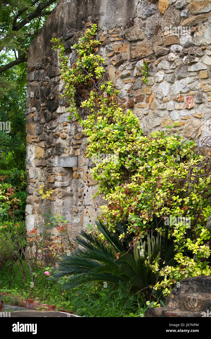 Climbing plants on stone wall hi-res stock photography and images - Alamy