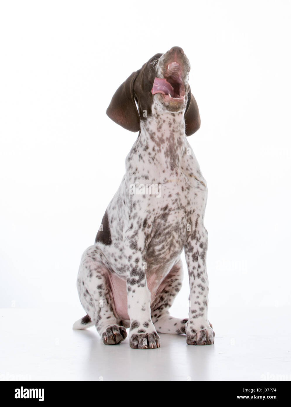 german shorthair pointer puppy on white background Stock Photo - Alamy