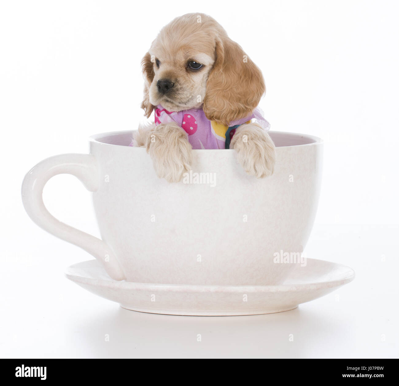 female cocker spaniel puppy inside a tea cup on white background Stock ...