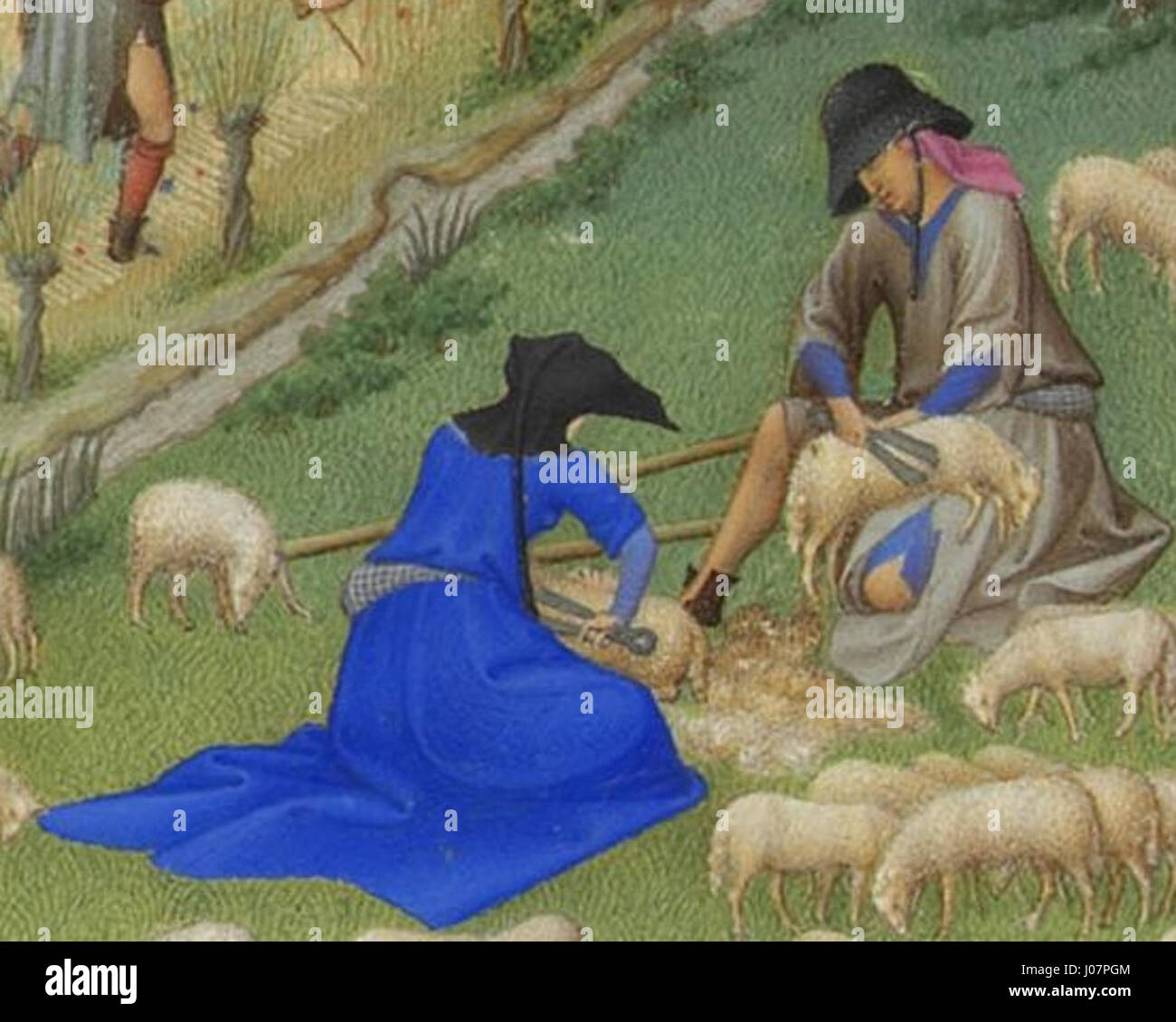 Sheep shearing antique drawing hi-res stock photography and images - Alamy