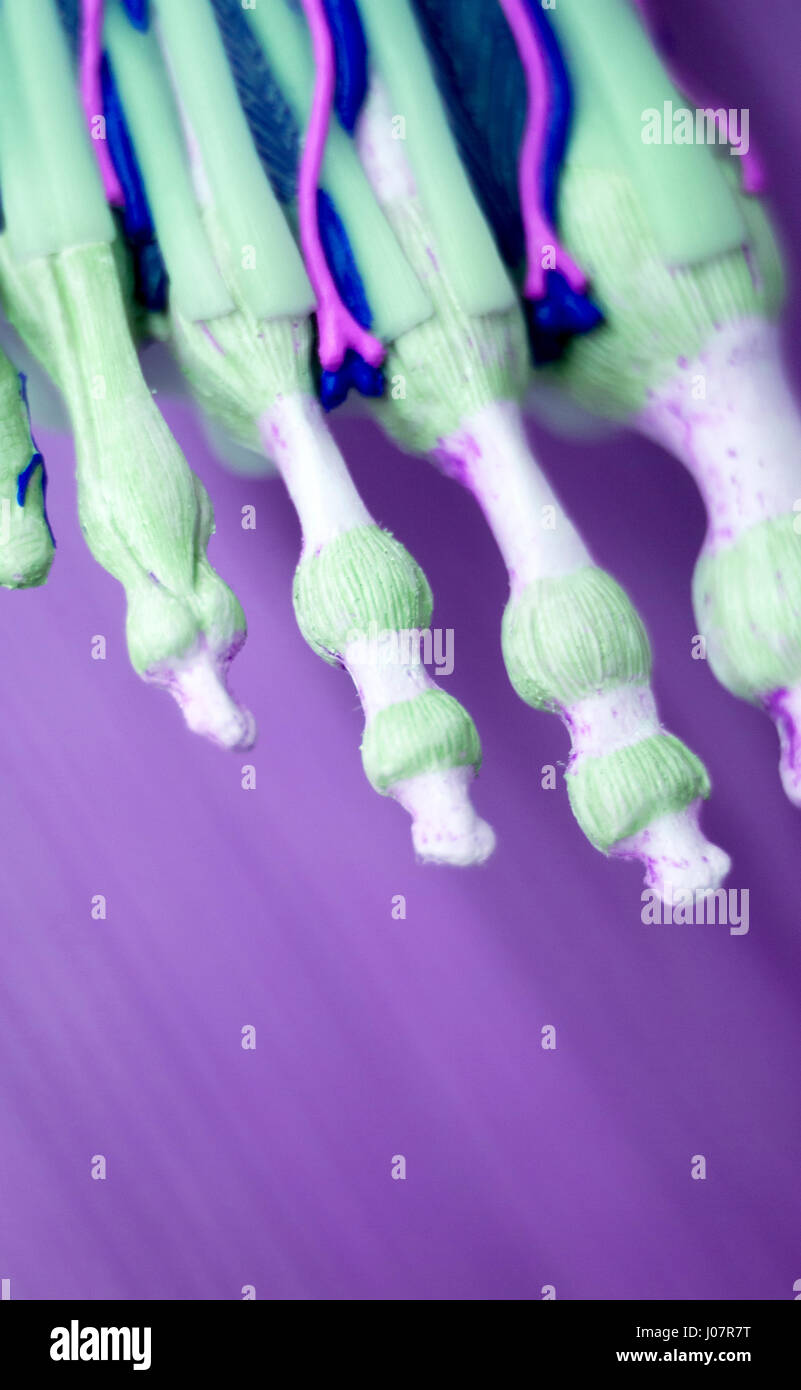 Foot medical study student anatomy model showing bones, toes, tendons ...