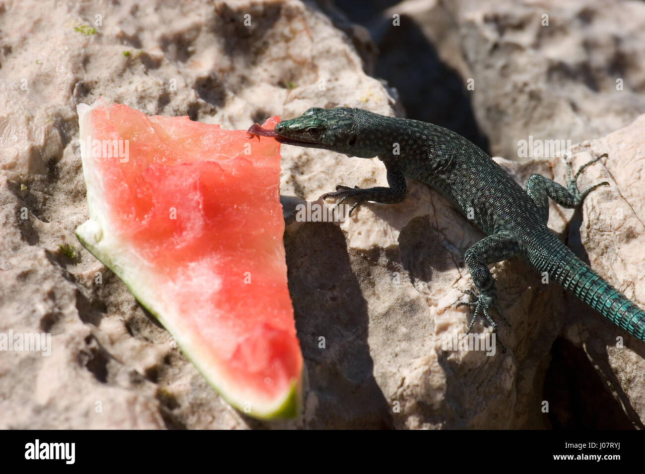 sharp-snouted rock lizard eating watermellon Stock Photo - Alamy