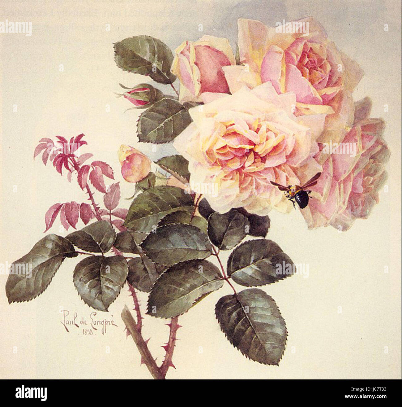 Paul de Longpré - roses and bumblebee, 1898 Stock Photo - Alamy