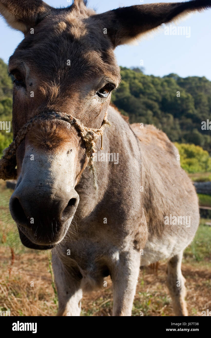Donkey from Lastovo island, Croatia Stock Photo - Alamy