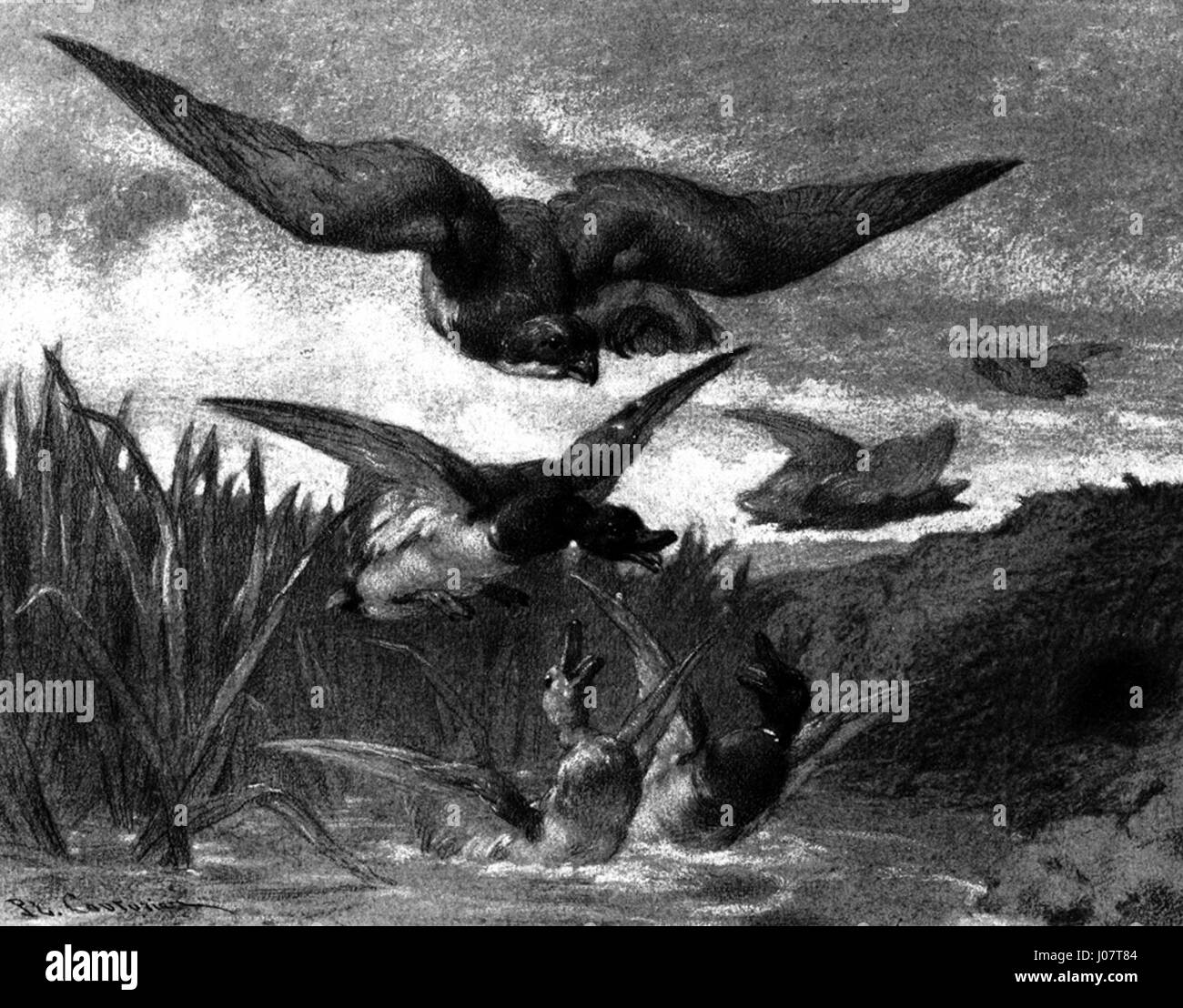 'Hawk Attacking Ducks' by Philibert Léon Couturier is a dynamic ...