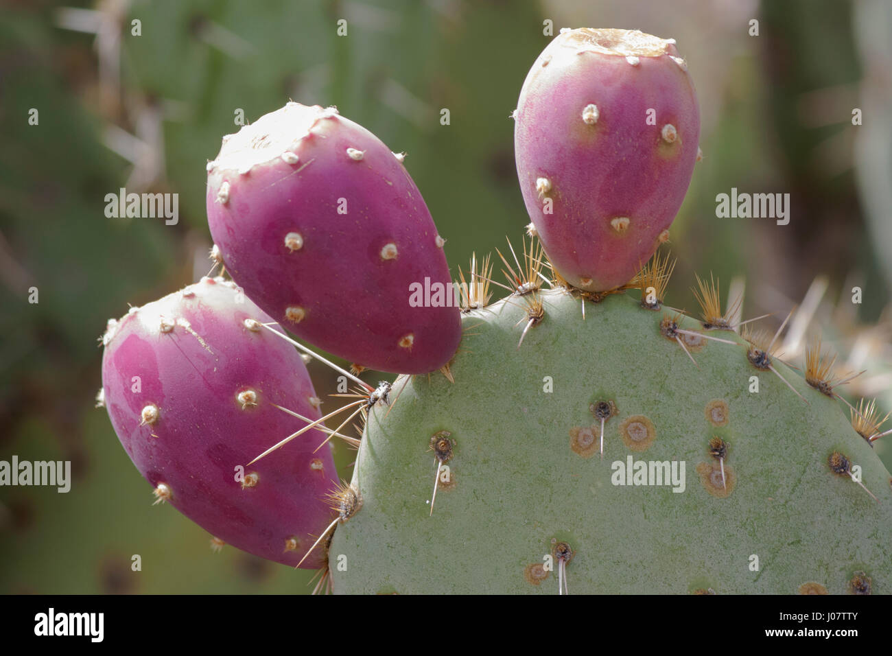 Prickly Pear Cactus Stock Photo - Alamy