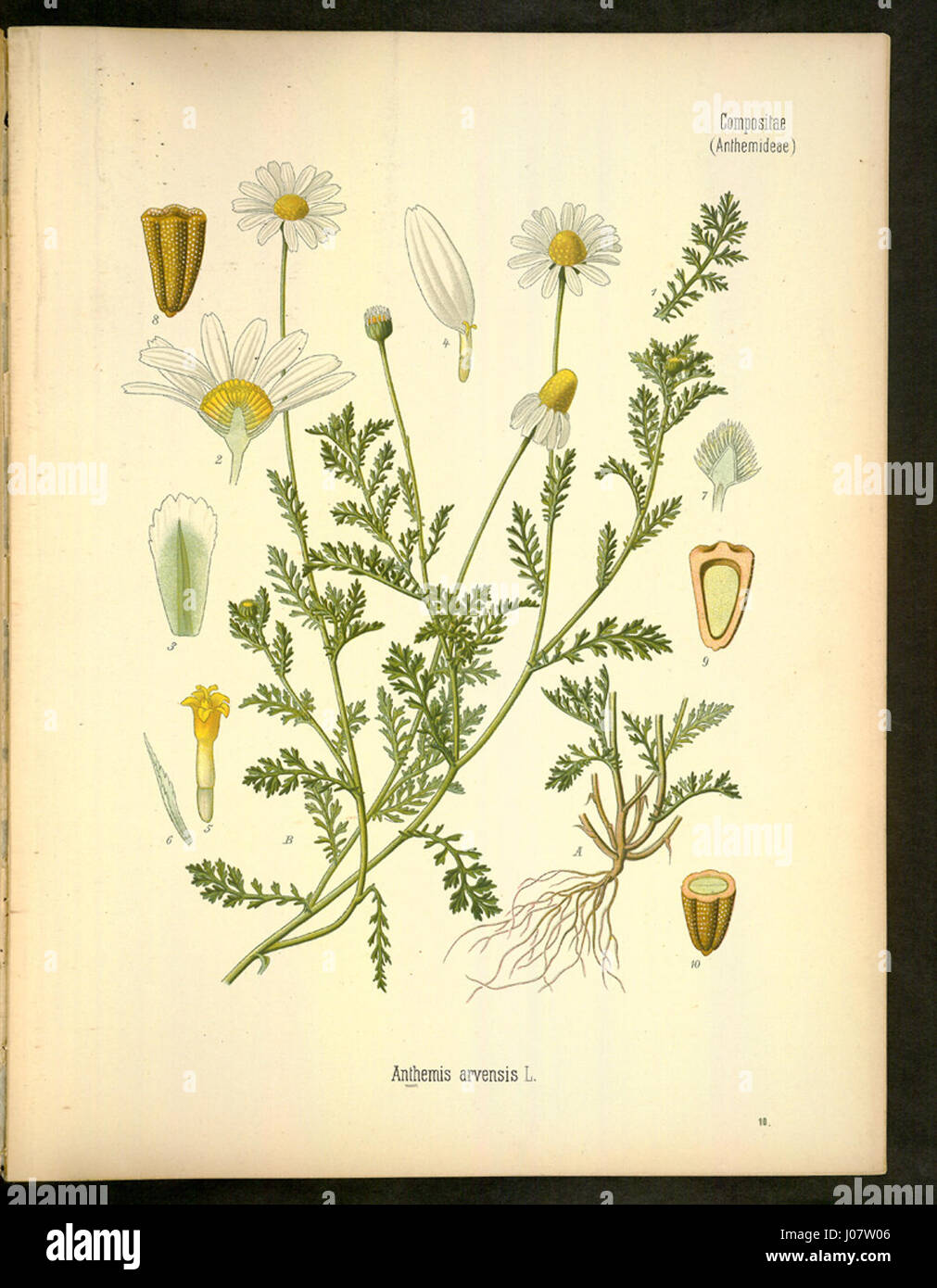 ANTHEMIS arvensis, commonly known as field chamomile, is illustrated in ...