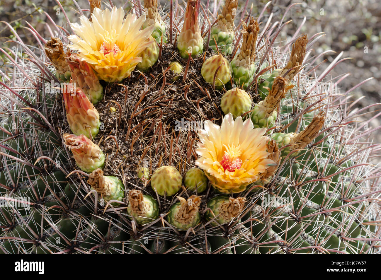 Barrel cactus desert hi-res stock photography and images - Alamy