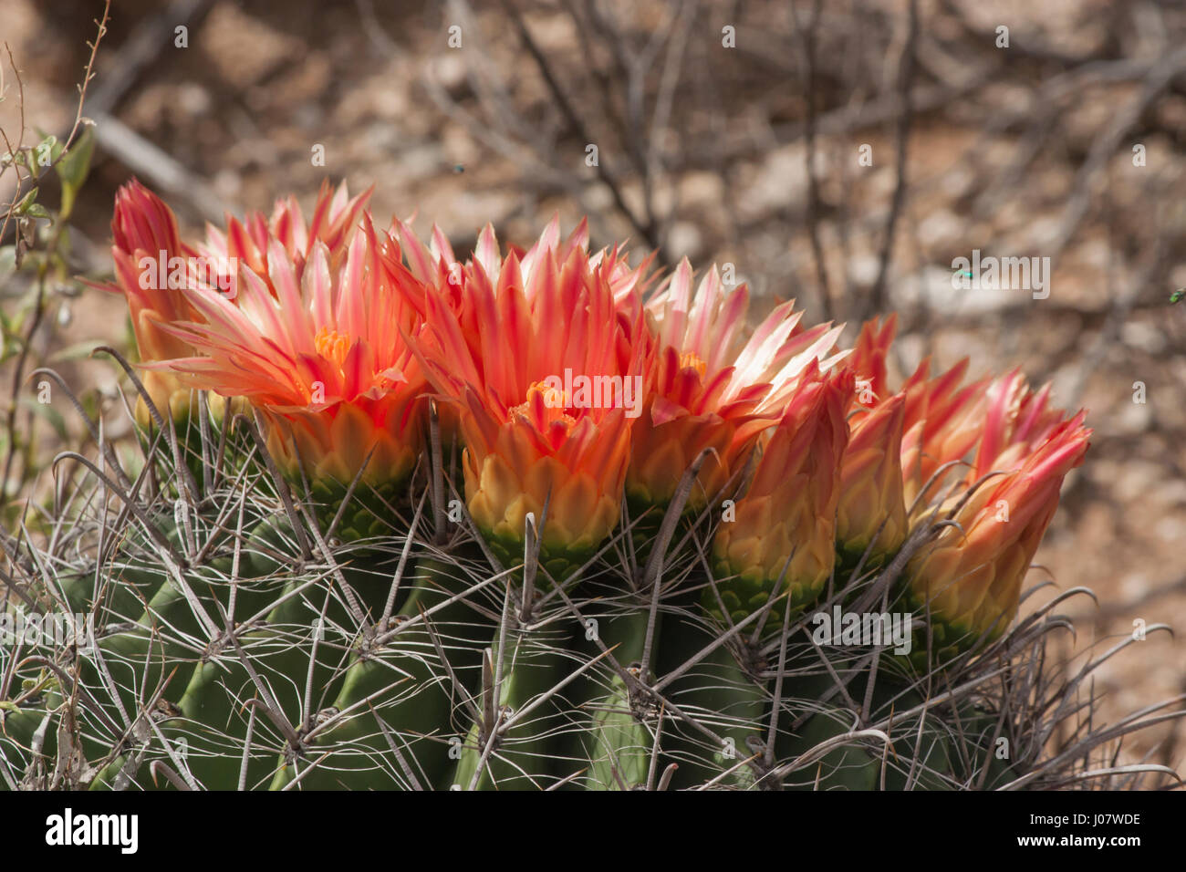 Barrel cactus desert hi-res stock photography and images - Alamy