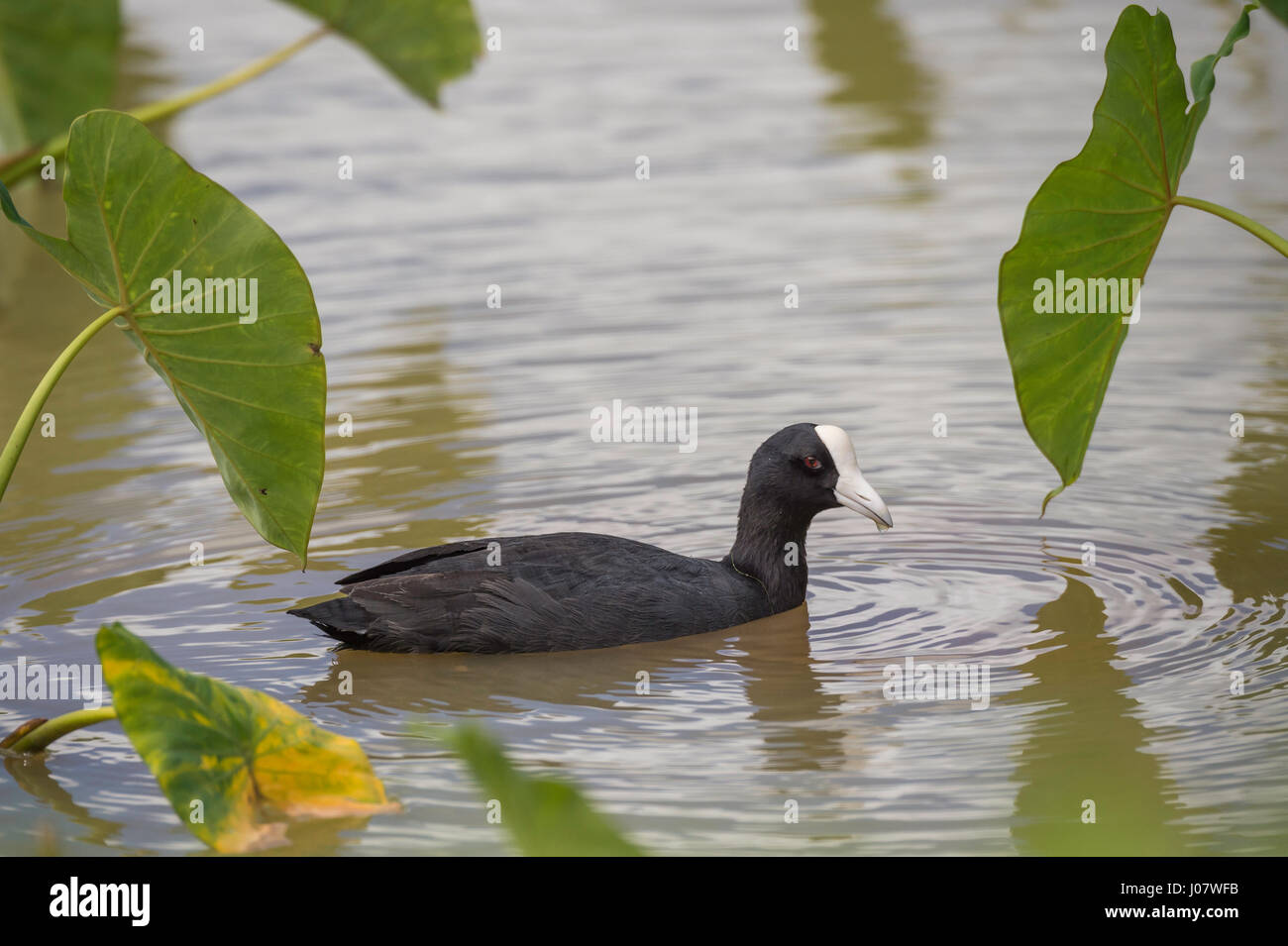 Hawaiian coot hi-res stock photography and images - Alamy