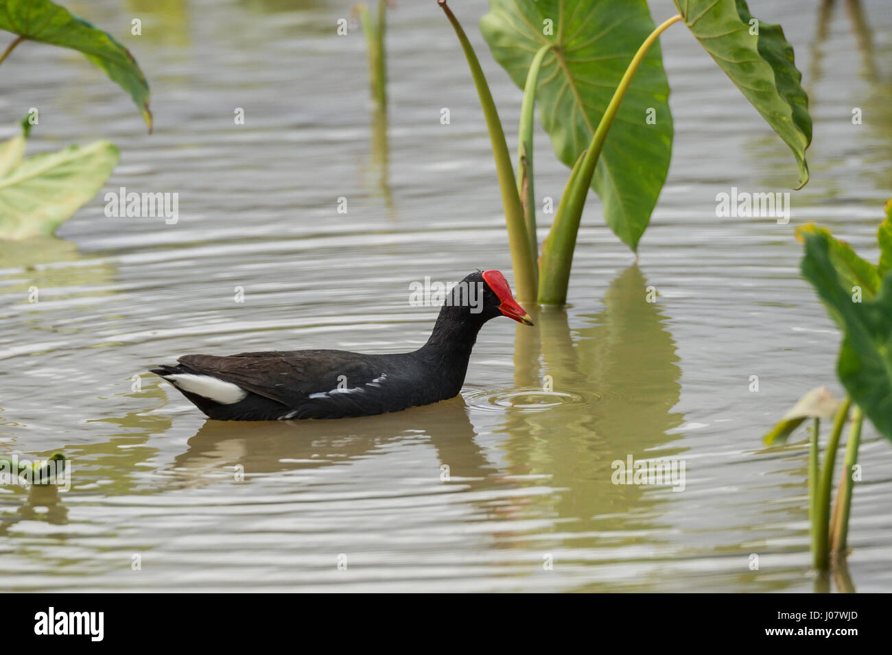 Hawaiian gallinule, Gallinula galeata sandvicensis, Hawaiian moorhen ...