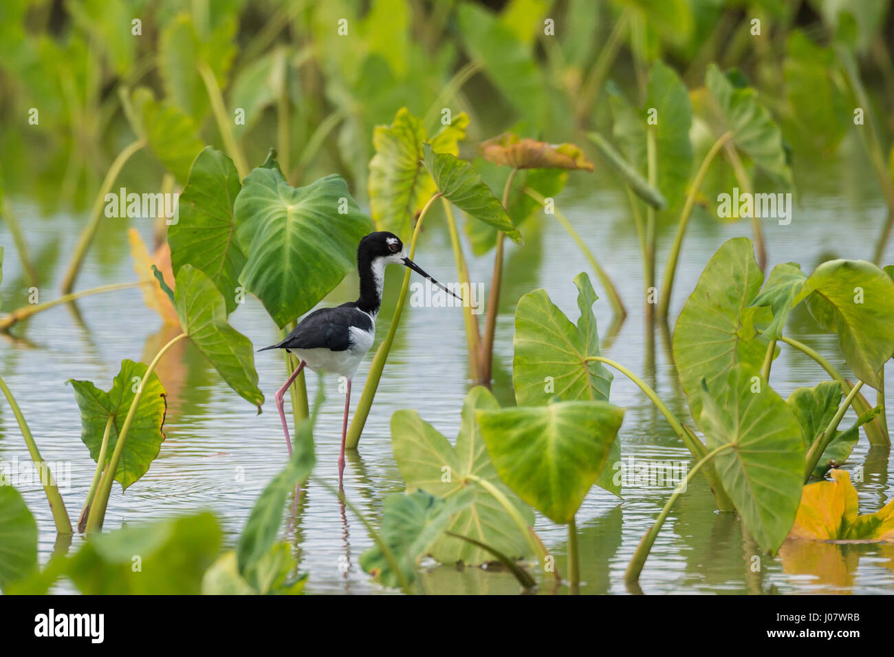 Hawaiian Stilt, Himantopus mexicanus knudseni, in taro field, Kauai ...