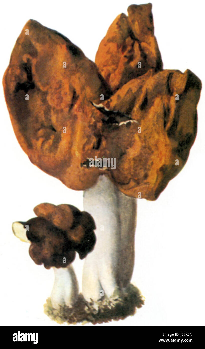 'Bischofsmütze' refers to a bishop's mitre, a ceremonial headpiece worn ...