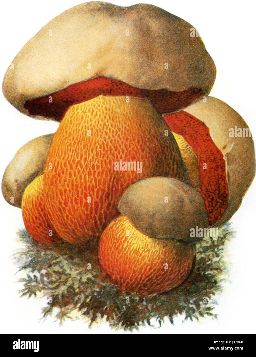 ‘Satansröhrling’ is a term for a poisonous mushroom species known for ...