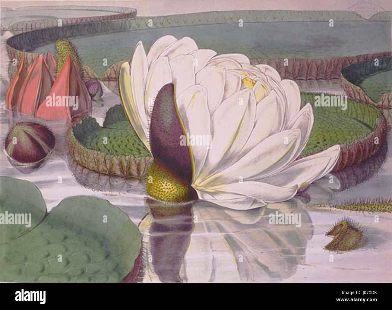 'Victoria regia' by Walter Fitch is an illustration of the giant water ...