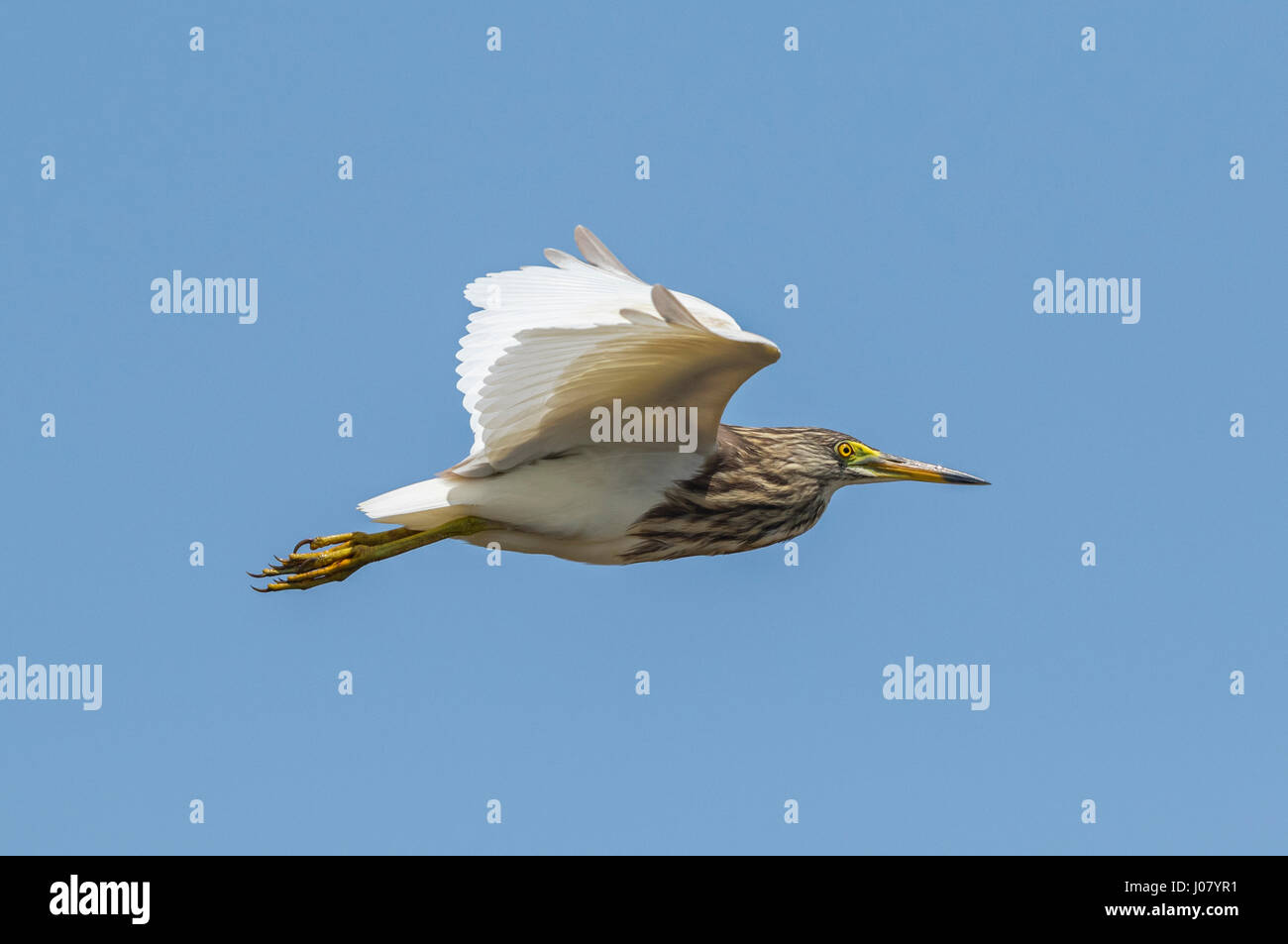 Chinese Pond Heron (Ardeola bacchus) in flight, Prek Toal, Tonle Sap ...