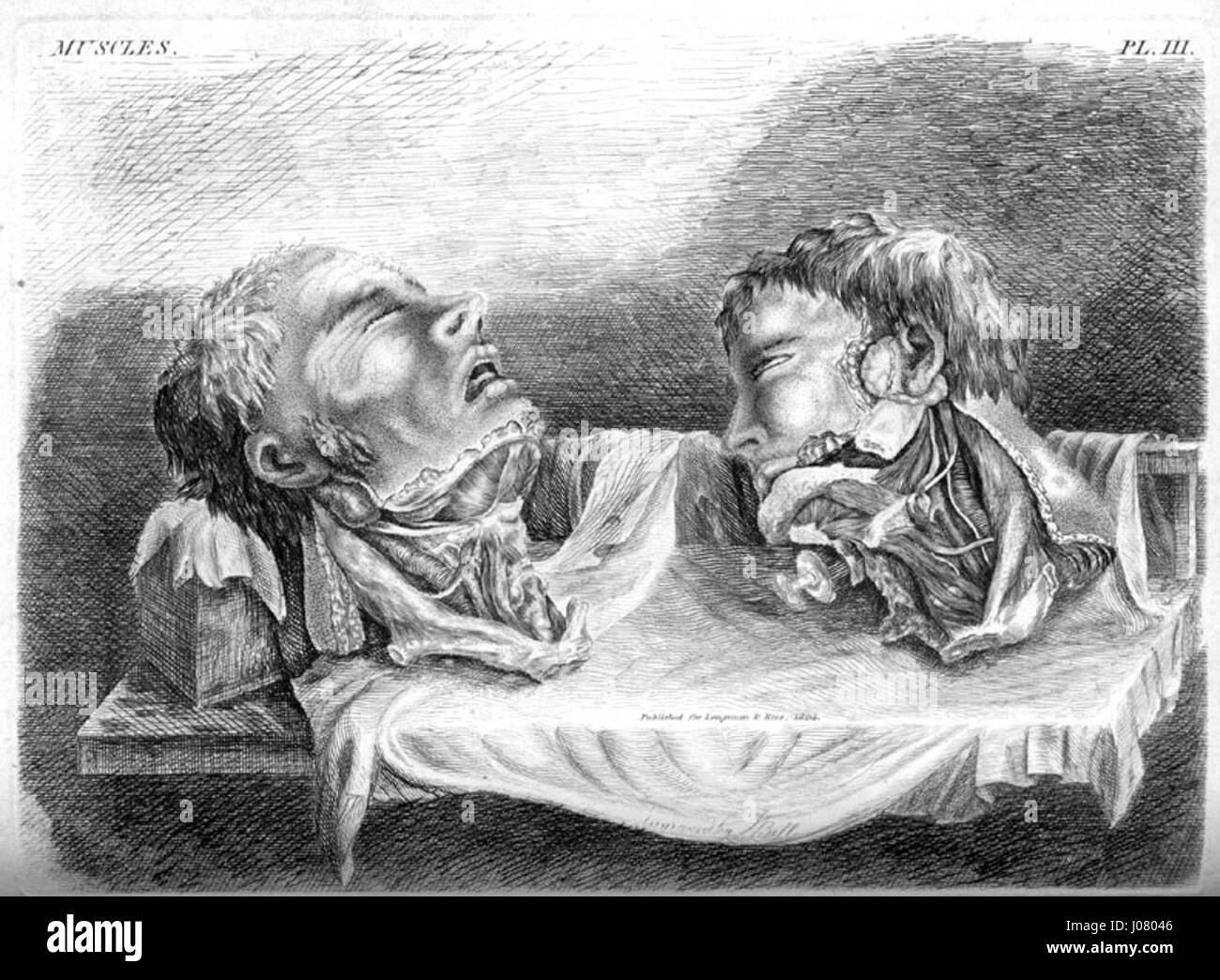 The image 'Bell heads with neck muscles' presents a detailed anatomical ...