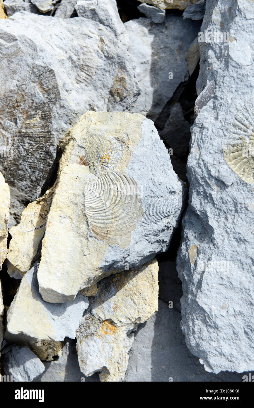 fossilized shell on rock Stock Photo - Alamy