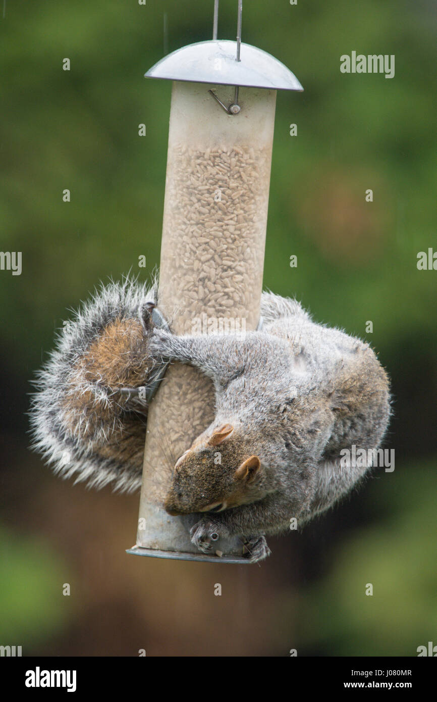 Squirrel stealing bird food hi-res stock photography and images - Alamy