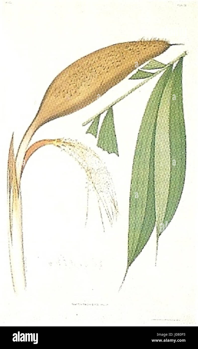 João Barbosa Rodrigues' illustration of Bactris paucijugata showcases ...