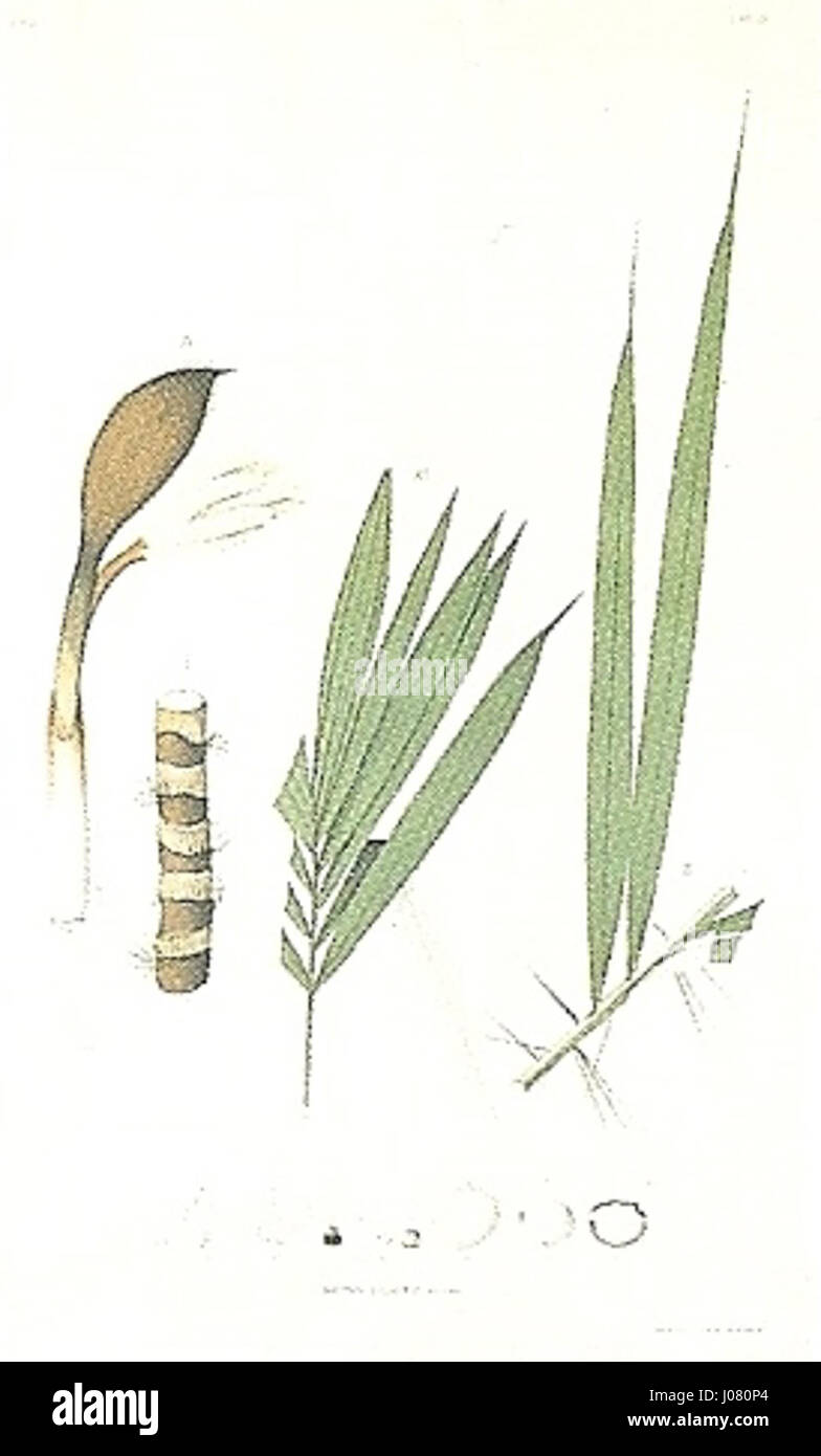 João Barbosa Rodrigues’ botanical illustration of 'Bactris vulgaris ...