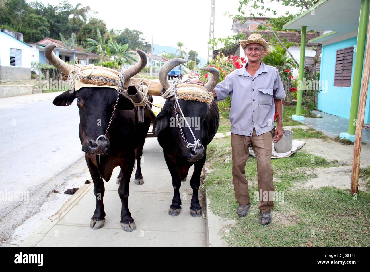 Buffalo pulling cart hi-res stock photography and images - Alamy