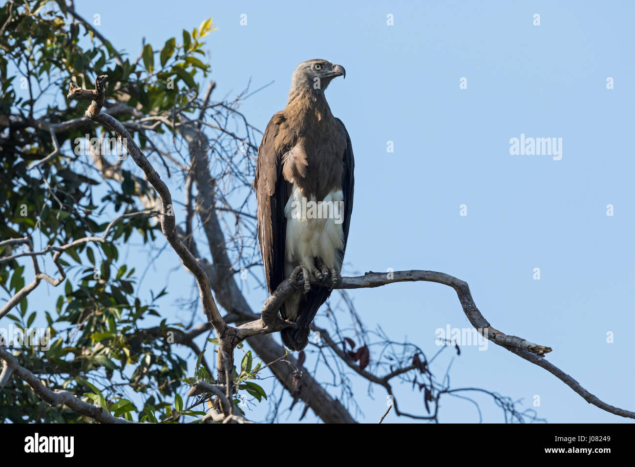 Grey headed fish eagle prek toal hi-res stock photography and images ...
