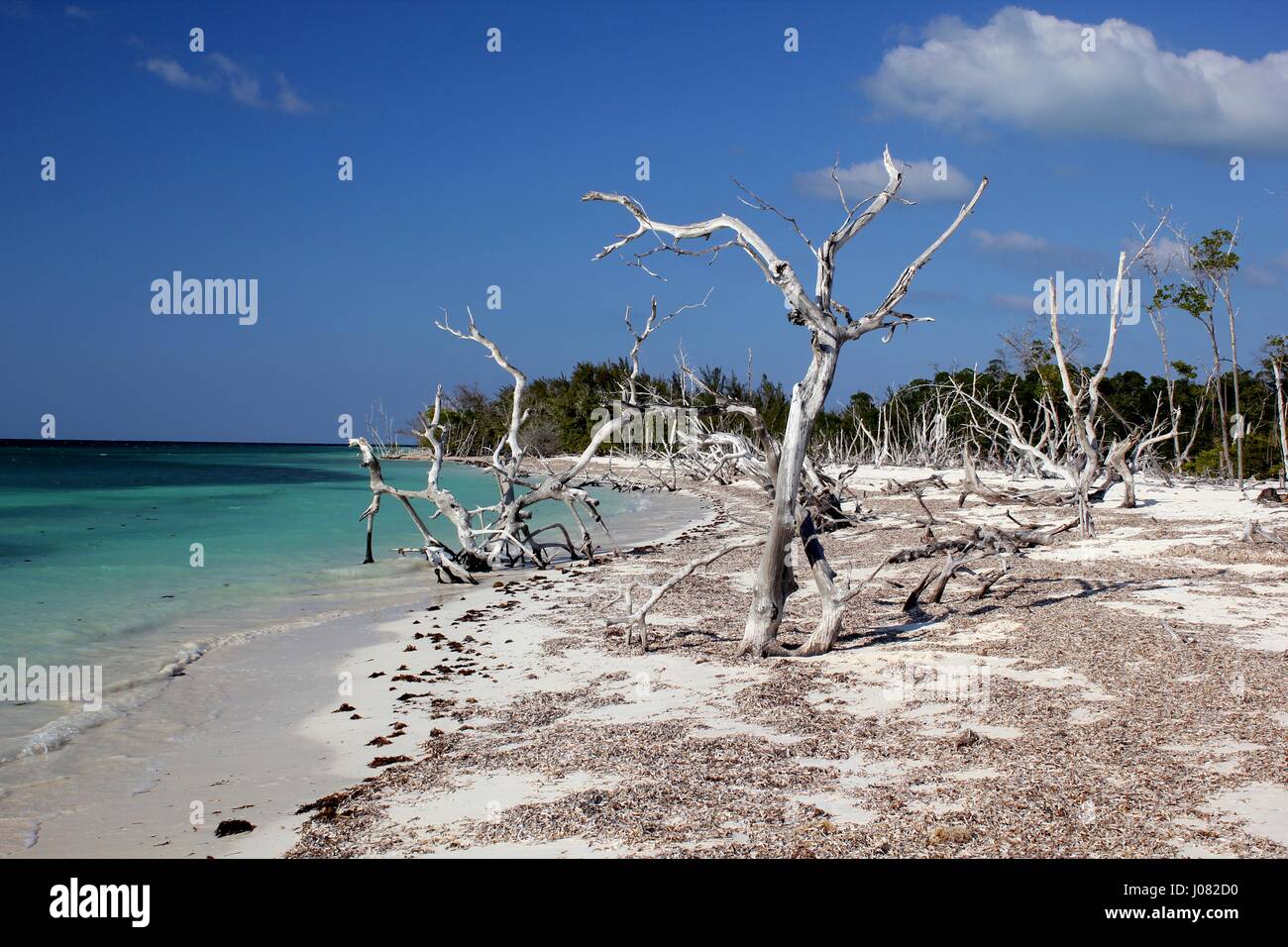 Dead mangroves line the shore at each end of the beach at Cayo Levisa ...