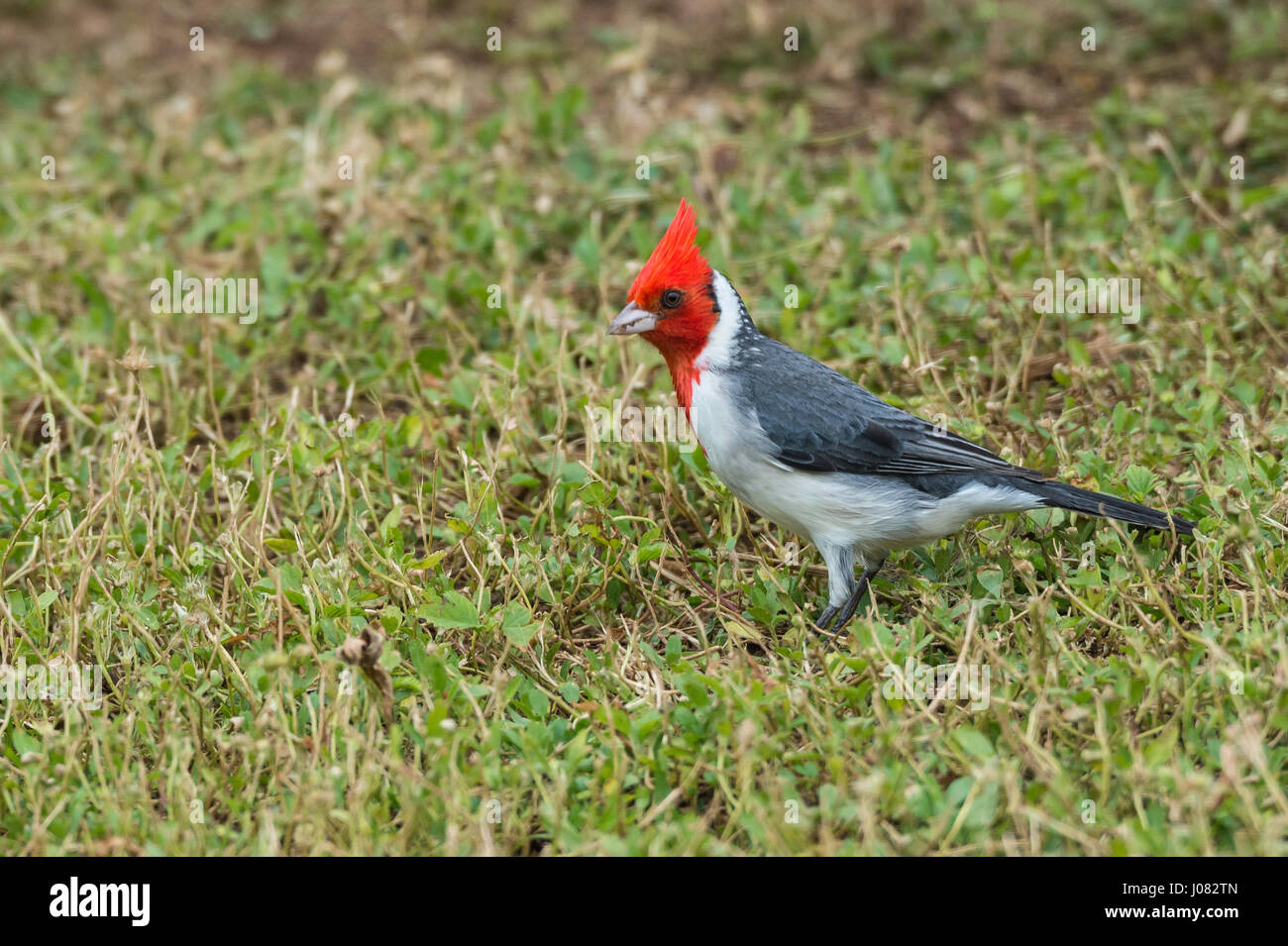 Hawaiian cardinal hi-res stock photography and images - Alamy