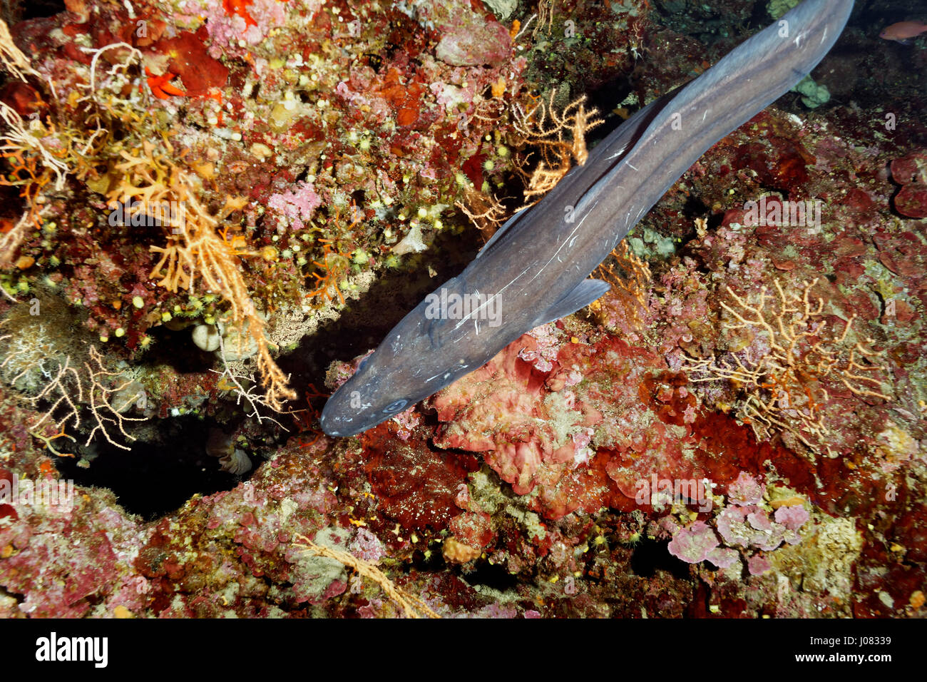 European conger conger conger hi-res stock photography and images - Alamy