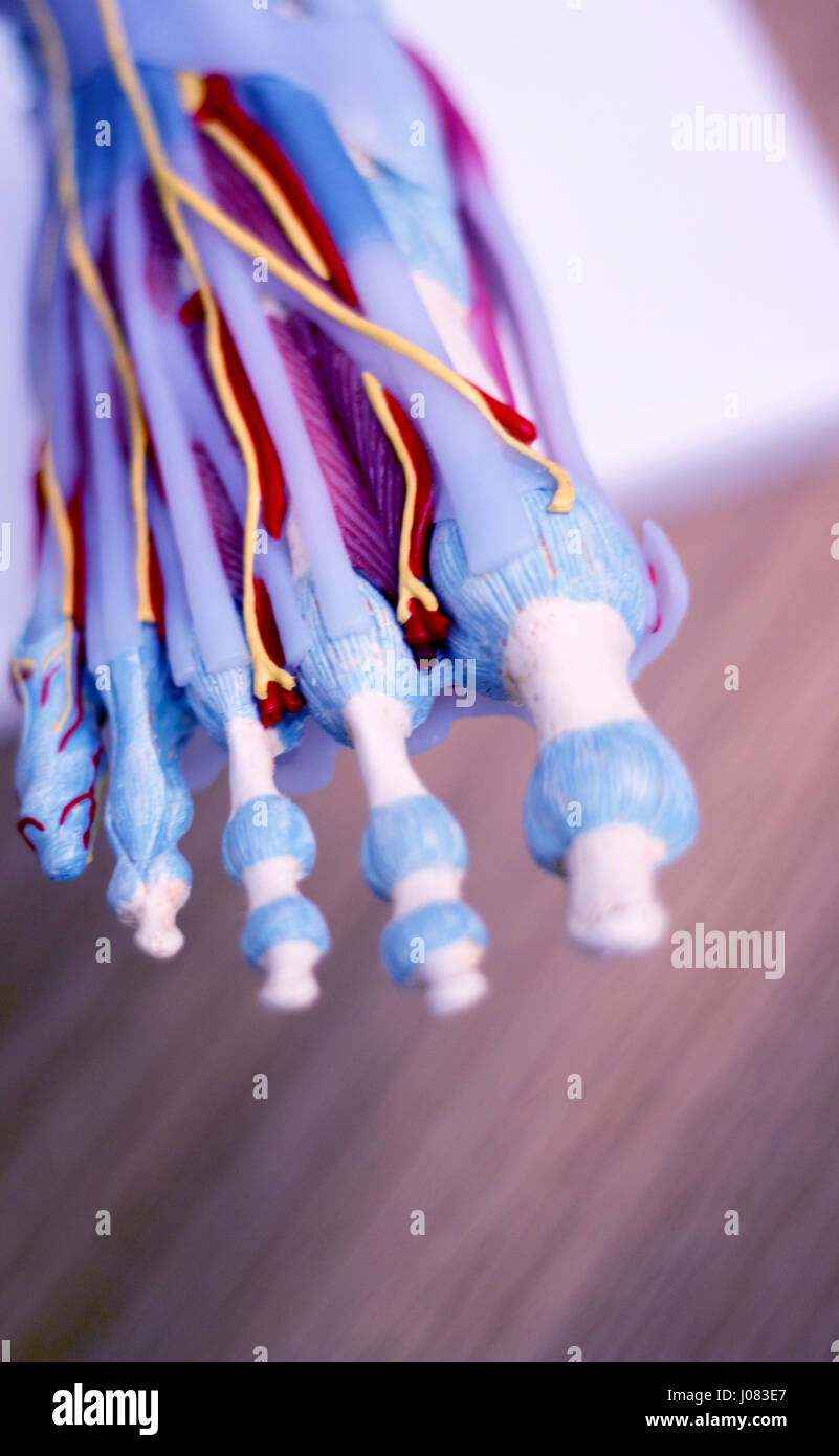Foot medical study student anatomy model showing bones, toes, tendons ...