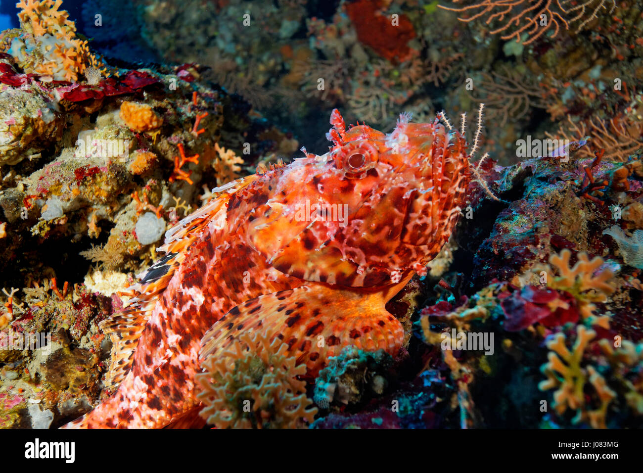 Red scorpionfish in the Adriatic Sea, Lastovo Archipelago in Croatia ...