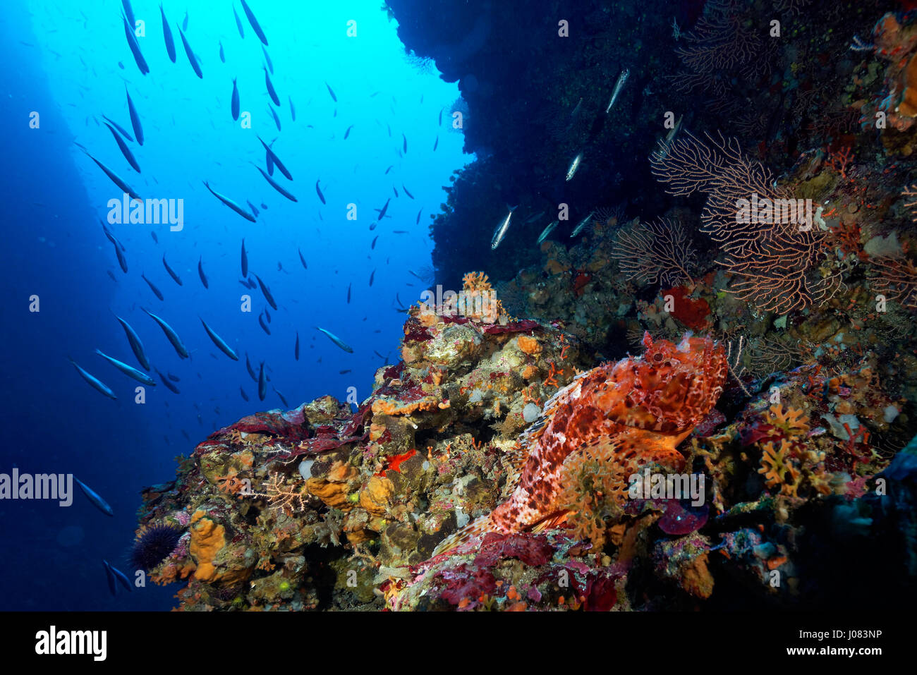 Red scorpionfish in the Adriatic Sea, Lastovo Archipelago in Croatia ...