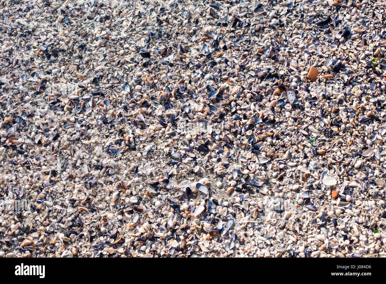 Natural background of sea shells on the coast of the Black Sea Stock ...