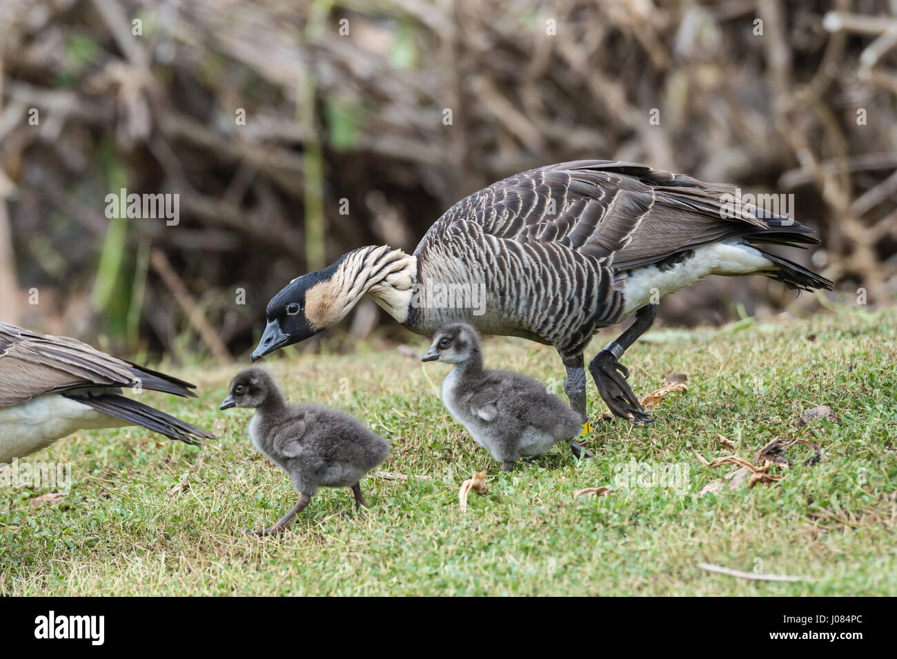 Hawaiian goose gosling nene hi-res stock photography and images - Alamy
