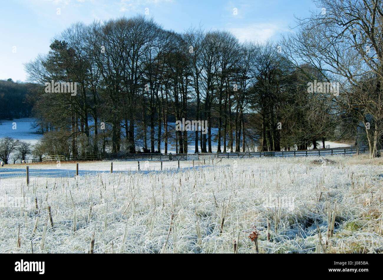 field showing hard frost with trees in background Stock Photo - Alamy