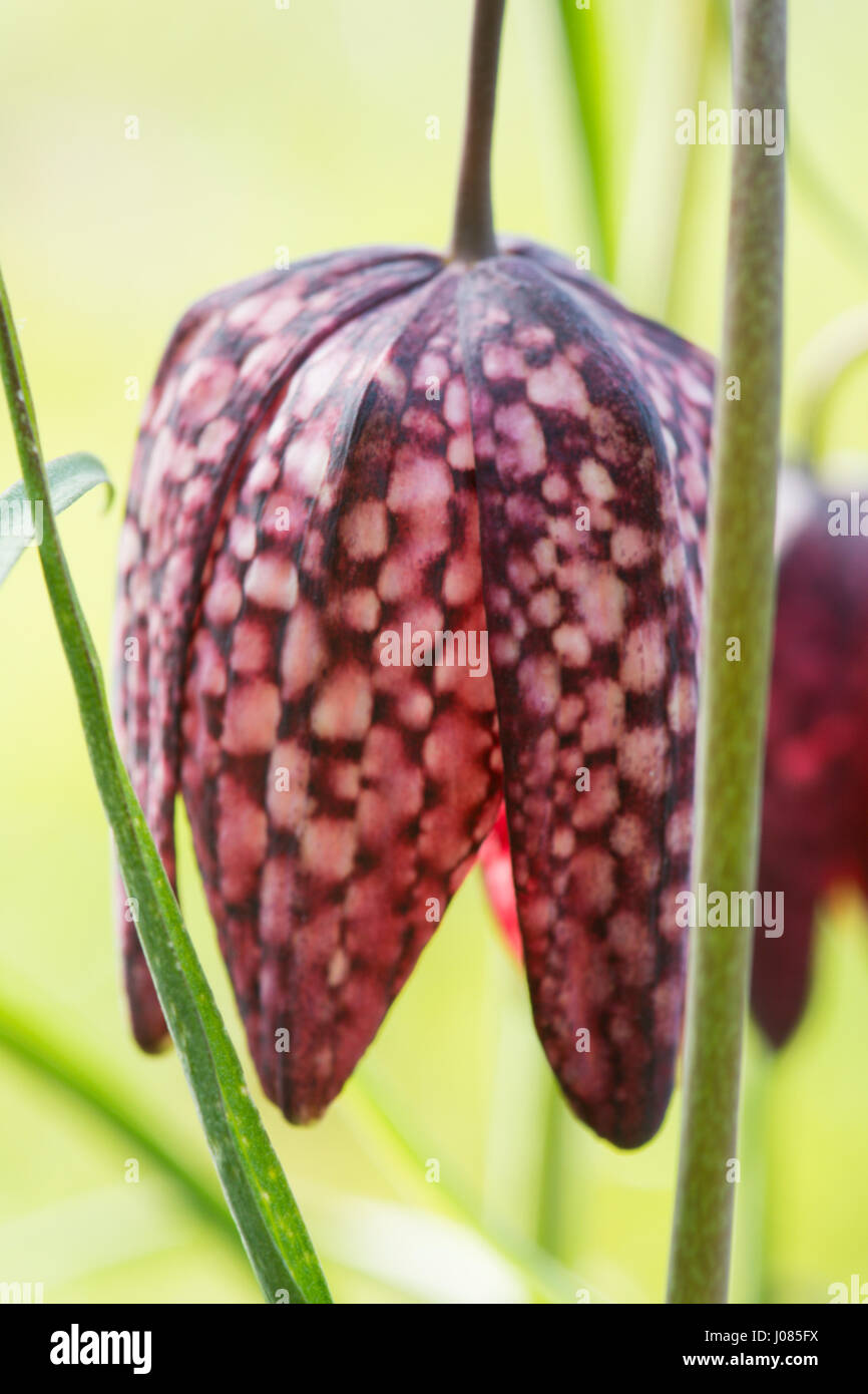 Chequered fritillary hi-res stock photography and images - Alamy