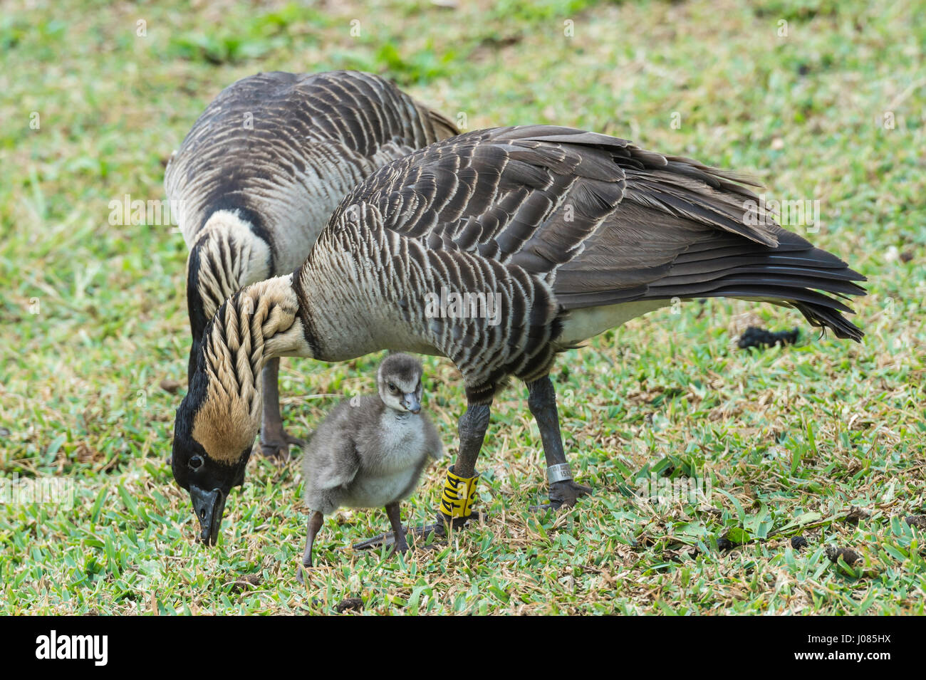 Hawaiian goose gosling nene hi-res stock photography and images - Alamy