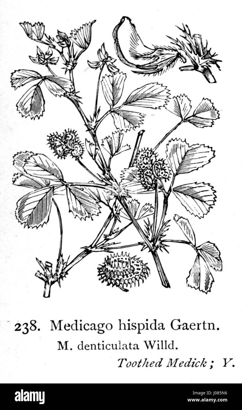 Medicago polymorpha, commonly known as the bur clover, is depicted in ...