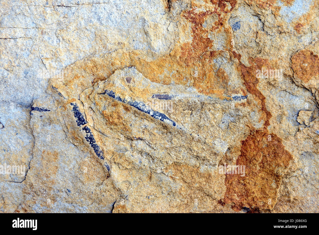 Belemnite hi-res stock photography and images - Alamy