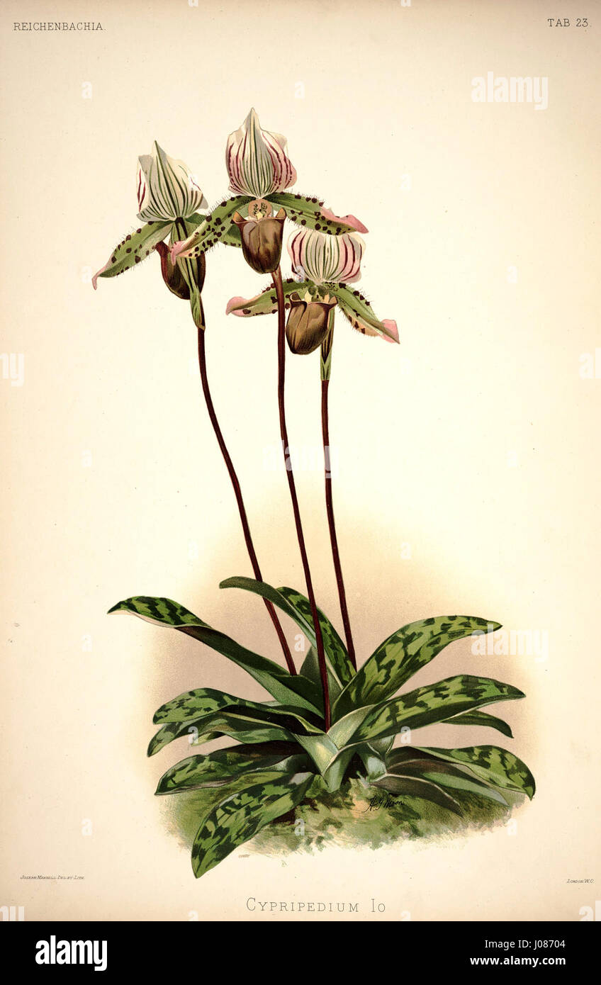 Frederick Sander’s 1888 botanical illustration 'Reichenbachia I plate ...
