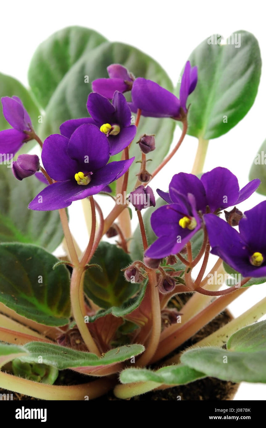 African violet flower in pot on isolated white background Stock Photo ...