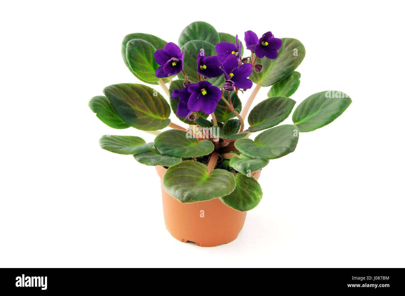 African violet Cut Out Stock Images & Pictures - Alamy