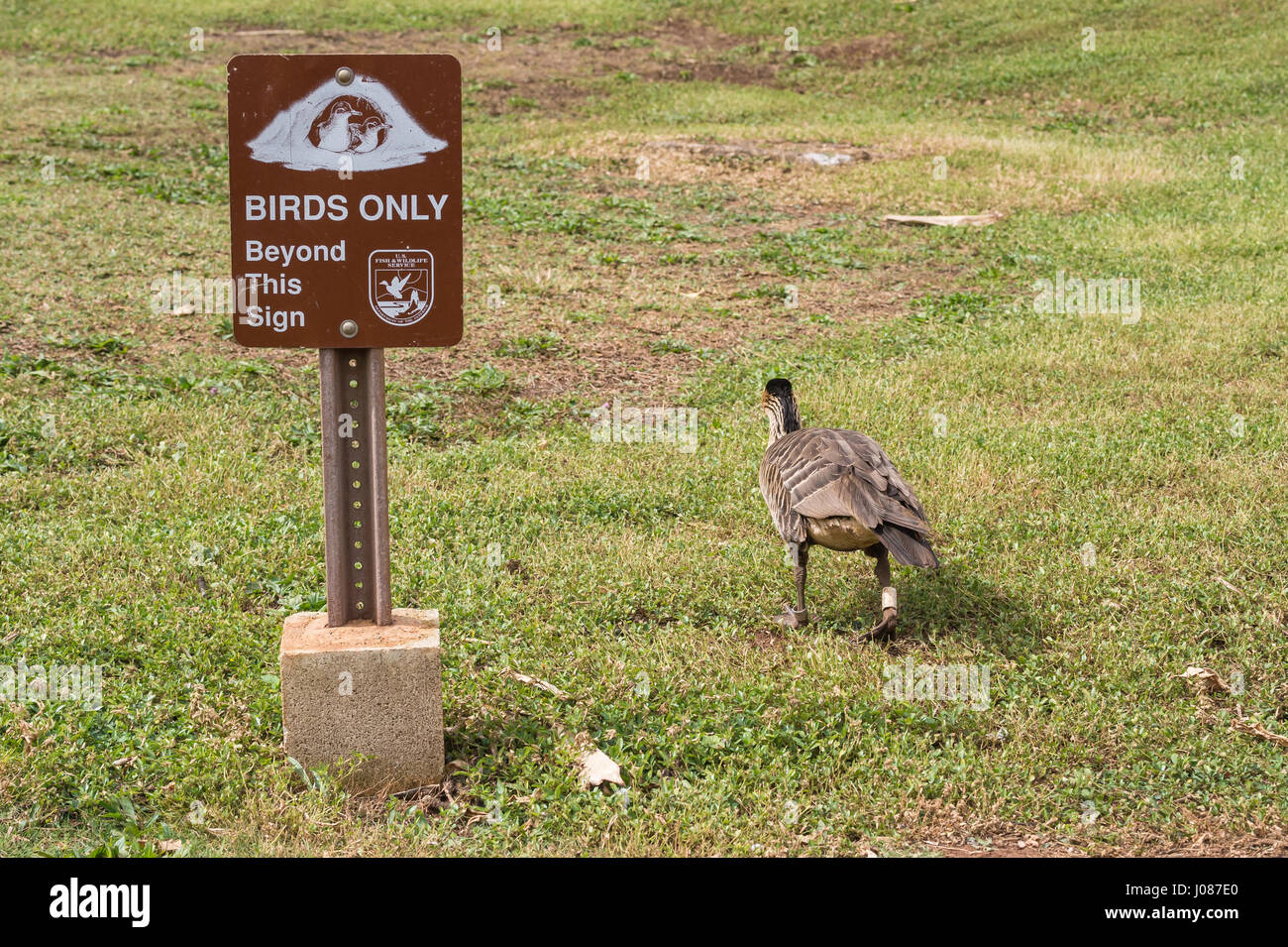 Nene, Hawaiian Goose, Branta sandvicensis, with Birds Only sign ...