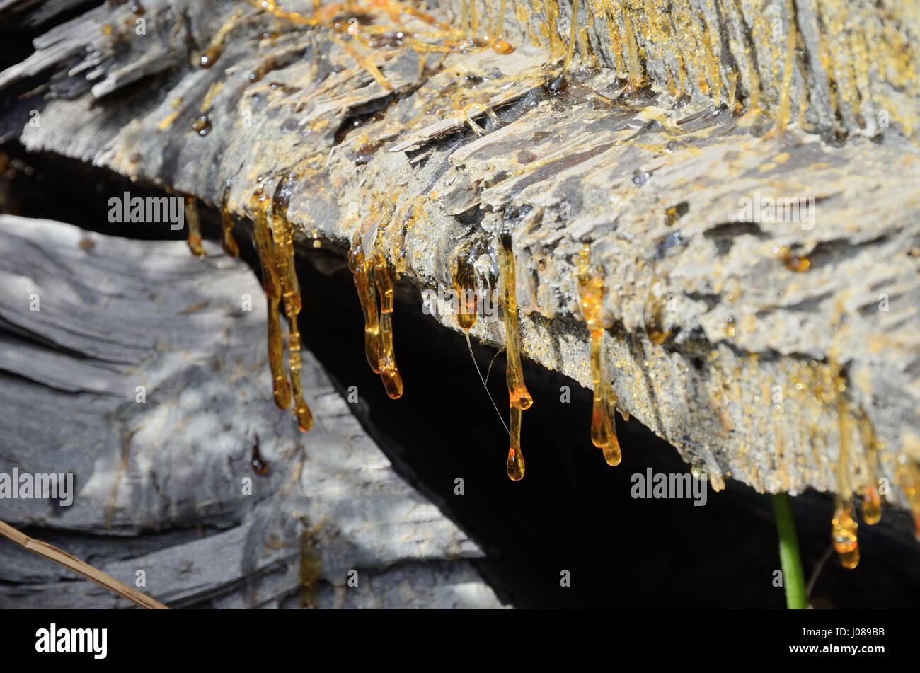 Resin and pitch hi-res stock photography and images - Alamy