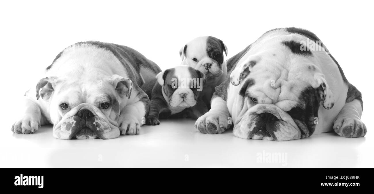 bulldog mother and father with their puppies Stock Photo - Alamy