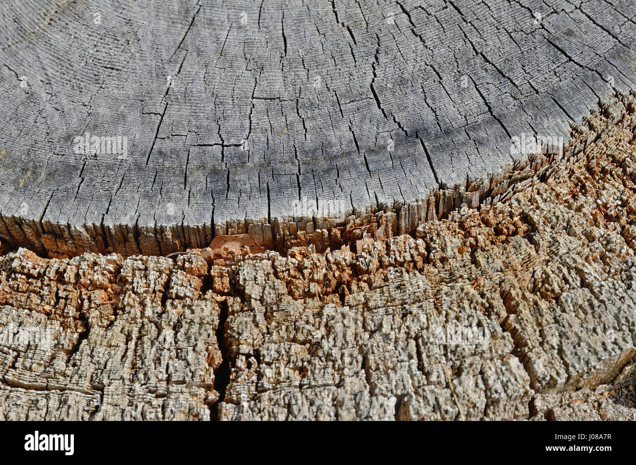 Surface of the stump dried Stock Photo - Alamy