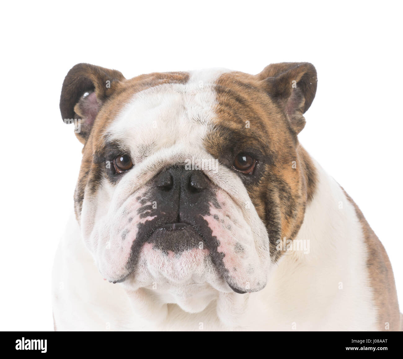 male english bulldog portrait Stock Photo - Alamy