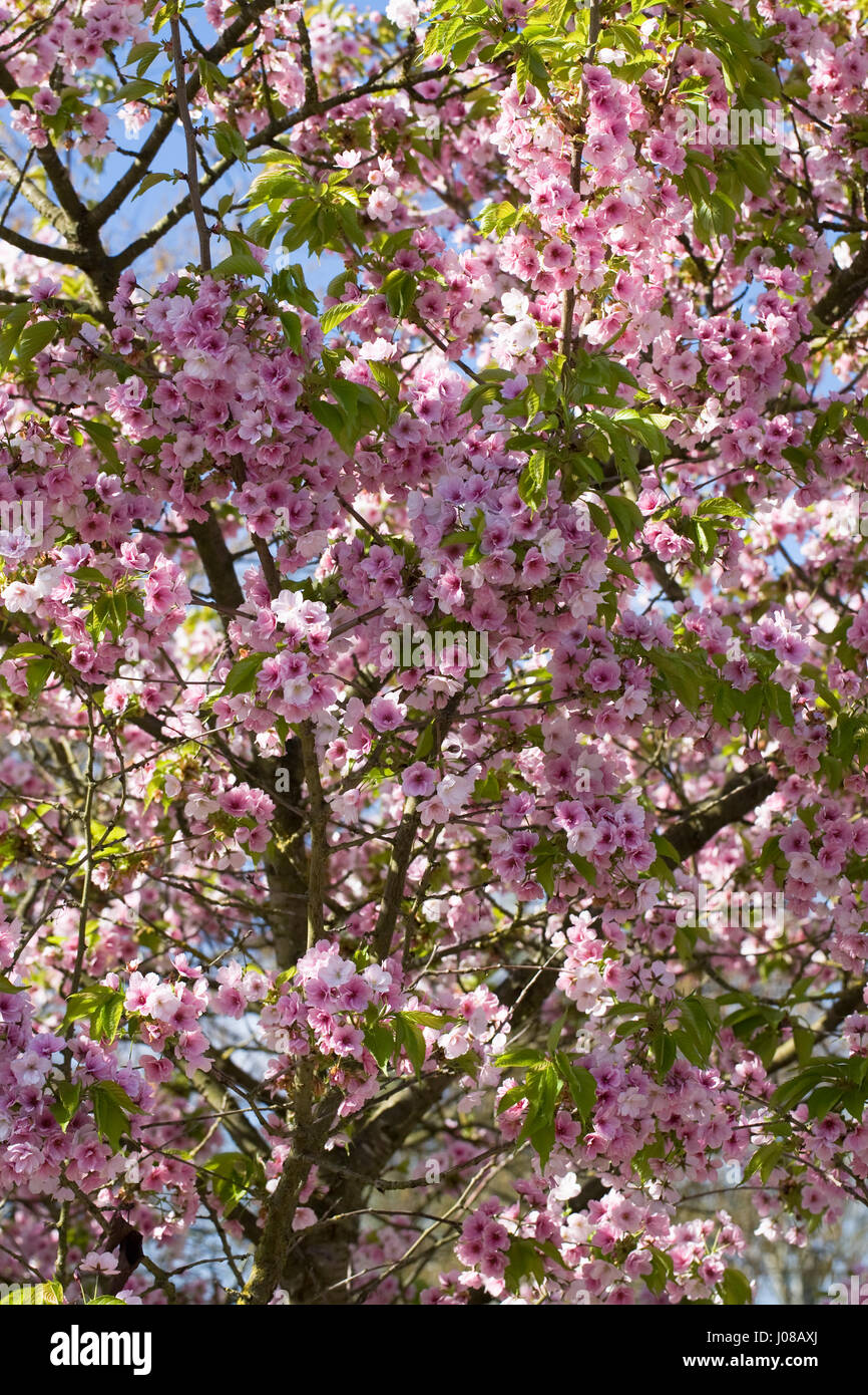Zakura hi-res stock photography and images - Alamy