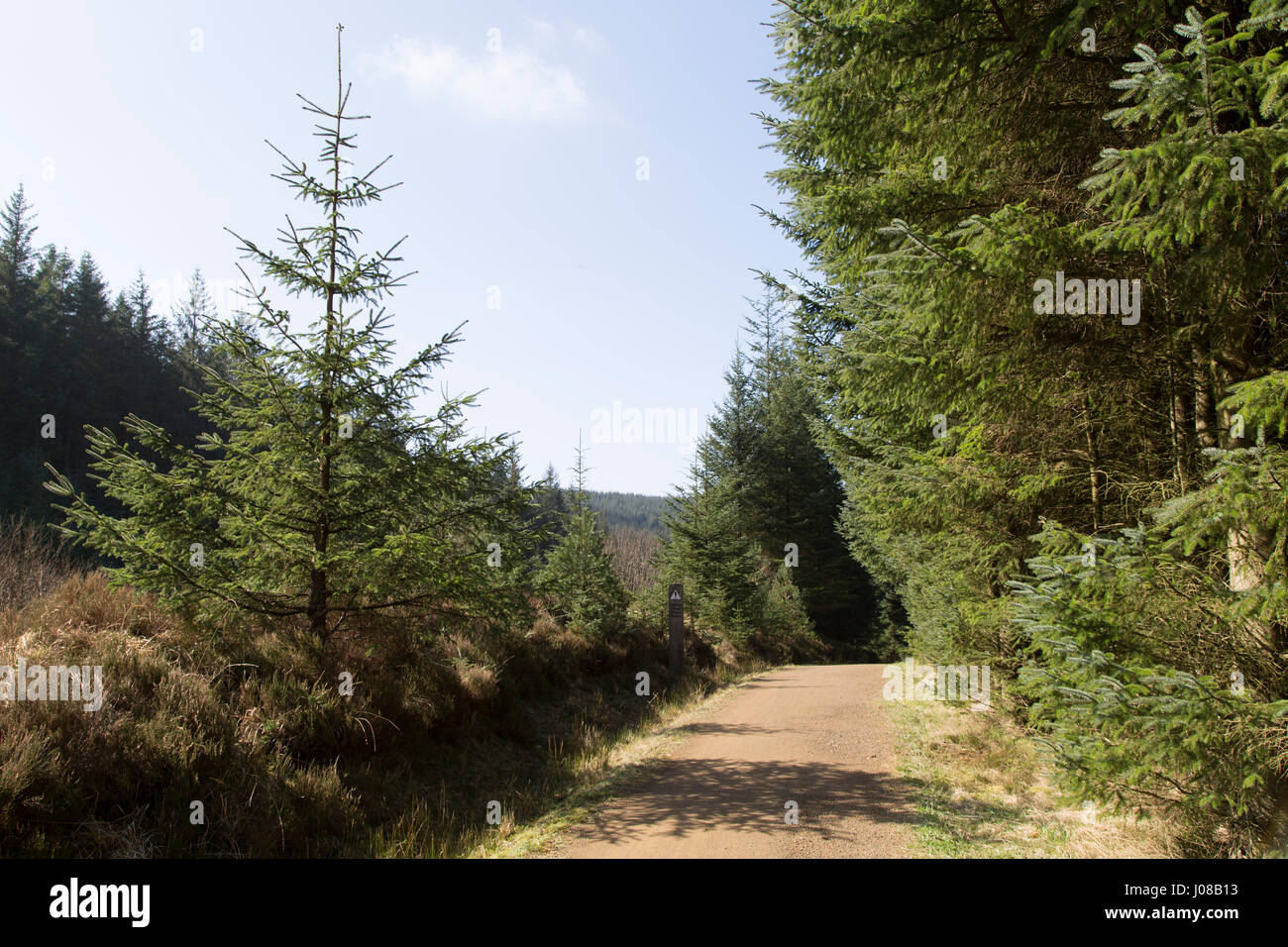 A footpath and cycle track in forest at Kielder Reservoir in ...